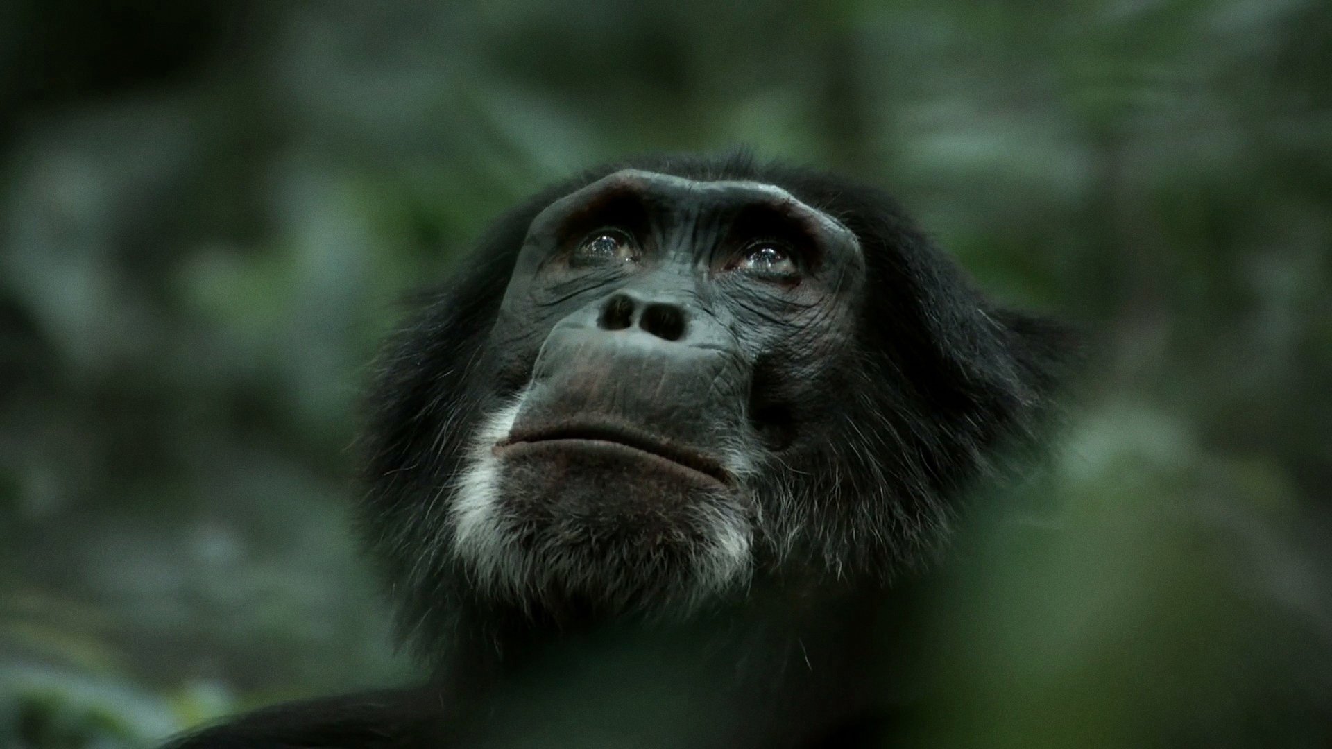 Rise of the Warrior Apes chimpanzees Uganda Ngogo Jane Goodall